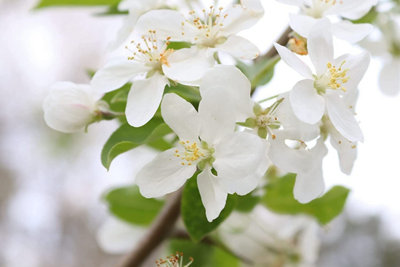 2-3ft Crab Apple (Malus Sylvestris) Grade A Bare Root Hedge Hedging ...