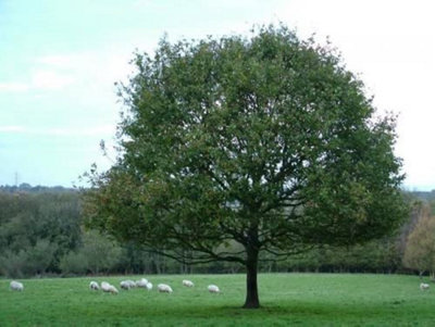 2-3ft English Oak (Quercus Robur) Field Grown Bare Root Hedging Plants ...