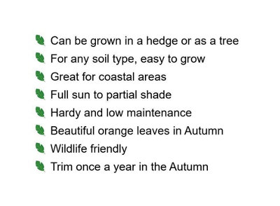 2-3ft Field Maple (Acer Campestre) Grade A Bare Root Hedging Plant Tree ...