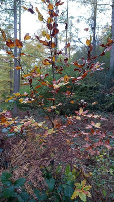 2-3ft Green Beech (Fagus Sylvatica) Semi-Evergreen Bare Root Hedging ...