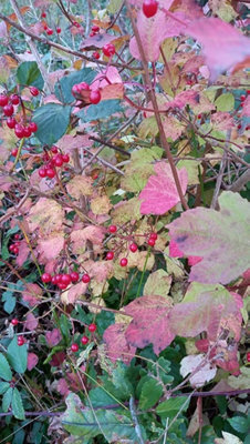 2-3ft Guelder Rose (Viburnum Opulus) Field Grown Bare Root Hedging ...