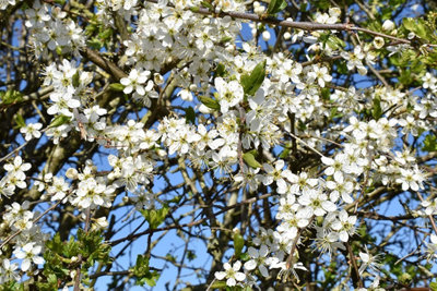 2-3ft Hawthorn (Crataegus Monogyna) Wildlife Friendly Bare Root Hedging ...