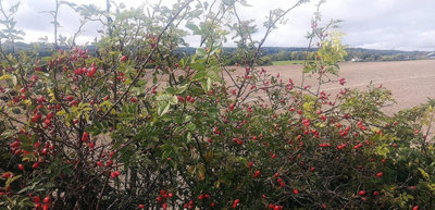 2-3ft Hedge Plant Native Mix Best Value Bare Root Tree Saplings - Pack ...