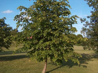 2-3ft Lime (Tilia Cordata) Field Grown Bare Root Hedging Plants Tree ...
