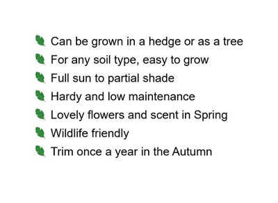 2-3ft Lime (Tilia Cordata) Field Grown Bare Root Hedging Plants Tree ...