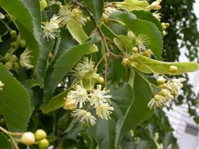 2-3ft Lime (Tilia Cordata) Field Grown Bare Root Hedging Plants Tree ...