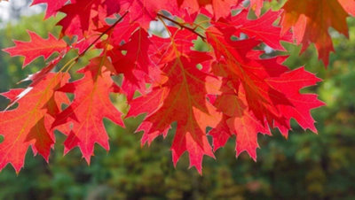 2-3ft Red Oak (Quercus Rubra) Field Grown Hedging Plants Tree Whip ...