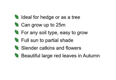2-3ft Red Oak (Quercus Rubra) Field Grown Hedging Plants Tree Whip ...