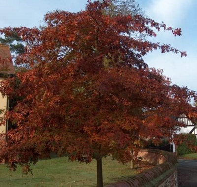 2-3ft Red Oak (Quercus Rubra) Field Grown Hedging Plants Tree Whip ...