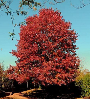 2-3ft Red Oak (Quercus Rubra) Field Grown Hedging Plants Tree Whip ...