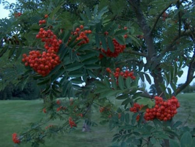 2-3ft Rowan (Sorbus Acuparia) Mountain Ash Native Hedge Plants Bare ...