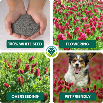2.5kg Micro Crimson Clover Grass Seed Eco-Friendly Drought Resistant ...