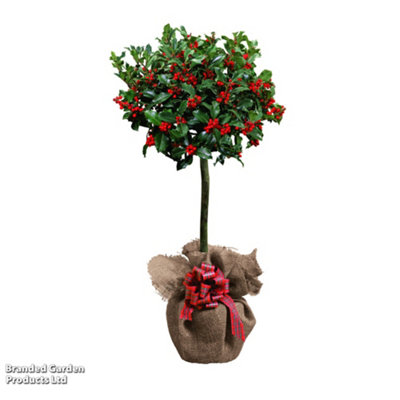 2 Holly Trees - 'Green Alaska' Standard - 2 Litre Potted Plant x 2 ...