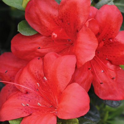 2 Red Japanese Azalea (20-30cm Height Including Pot) - Delicate Red ...