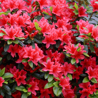 2 Red Japanese Azalea (20-30cm Height Including Pot) - Delicate Red ...