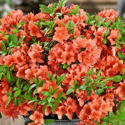 2 x Azalea Orange Beauty - Rare Evergreen Japanese Azaleas in 9cm Pots ...