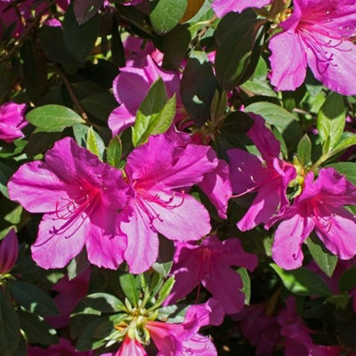 2 x Azalea Purple Splendor - Japanese Azalea - Evergreen Plants in 9cm Pots