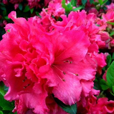 2 x Azalea Red Ruffles - Japanese Azalea - Evergreen Plants in 9cm Pots ...