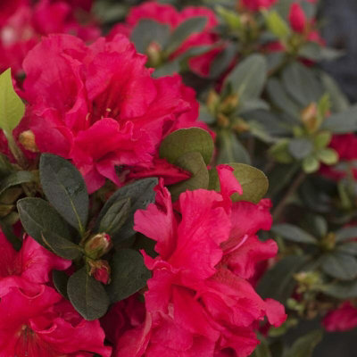 2 x Azalea Red Ruffles - Japanese Azalea - Evergreen Plants in 9cm Pots