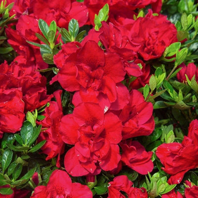 2 x Azalea Red Ruffles - Japanese Azalea - Evergreen Plants in 9cm Pots