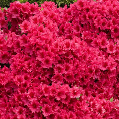 2 x Azalea Red Ruffles - Japanese Azalea - Evergreen Plants in 9cm Pots