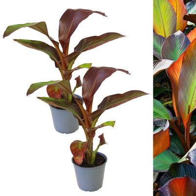 2 x Banana Plant Musa ensete Maurelii in 14cm Pots - Ethiopian Black ...