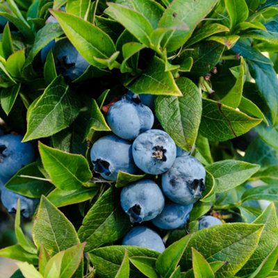 2 x Blueberry 'Chandler' Plants - Vaccinium Bushes in 9cm Pots - High ...