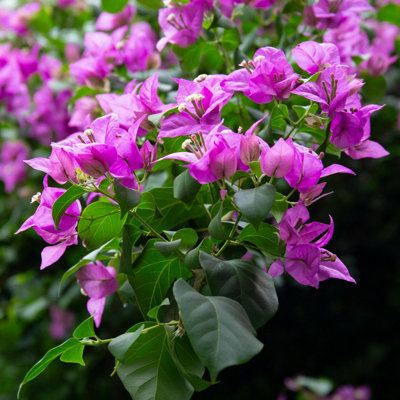 2 x Bougainvillea Alexandra Indoor Plant in 15cm Pot - Exotic Paper ...