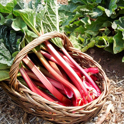 2 x Canada Red Rhubarb Crowns - Rheum Rhabarbarum Perennial Ready to ...