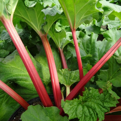 2 x Canada Red Rhubarb Crowns - Rheum Rhabarbarum Perennial Ready to ...