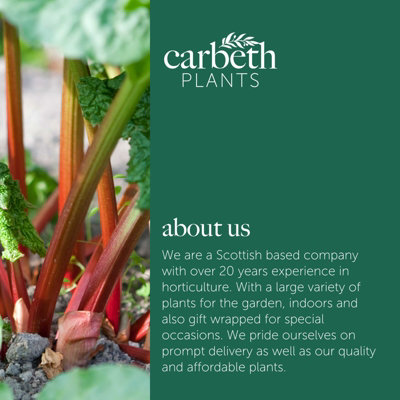 2 x Canada Red Rhubarb Crowns - Rheum Rhabarbarum Perennial Ready to ...