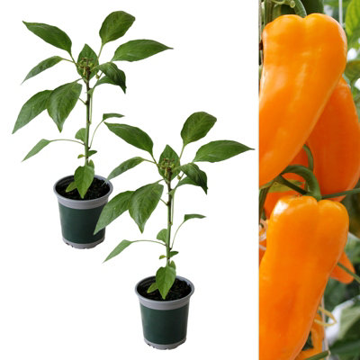 2 x Capsicum Chilli 'Orange Spice F1' in 9cm Pots - Growing Plants ...