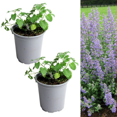 2 x Catmint Herb Plant in 9cm Pots - Aromatic Outdoor Nepeta Herbaceous ...