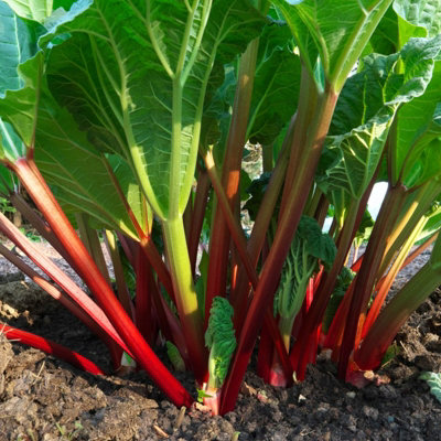 2 x Cherry Red Rhubarb Crowns - Rheum Rhabarbarum Perennial Ready to ...