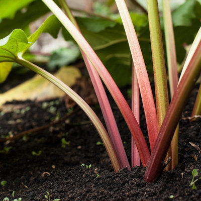 2 x Cherry Red Rhubarb Crowns - Rheum Rhabarbarum Perennial Ready to ...