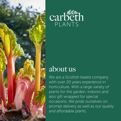 2 x Cherry Red Rhubarb Crowns - Rheum Rhabarbarum Perennial Ready to ...