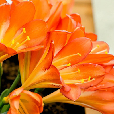 2 x Clivia Miniata Orange Indoor Plant in 13cm Pot - Vibrant Flowering ...