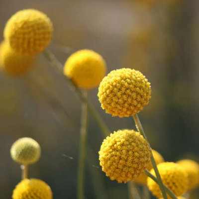 2 x Craspedia globosa Golf Beauty in 12cm Pot - Yellow Drumstick Flower ...