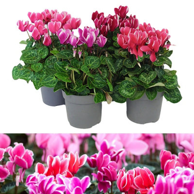 2 x Cyclamen Fantasia Plants in 10.5cm Pots - Alpine Violet Autumn ...