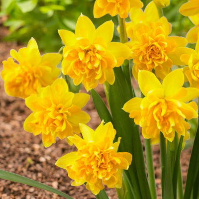 2 x Double Dwarf Daffodil in 9cm Pot - Narcissus Tête-à-Tête Bouclé ...