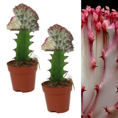 2 x Euphorbia lactea Cristata Coral Cactus in 10cm Pots - Colourful ...