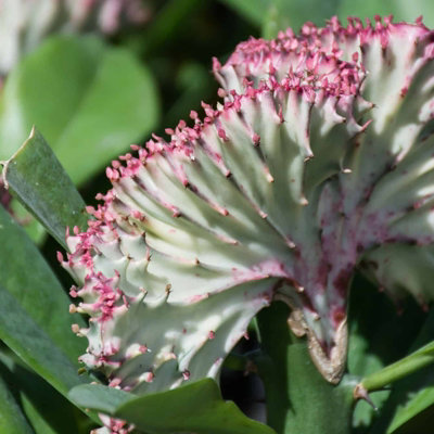 2 x Euphorbia lactea Cristata Coral Cactus in 10cm Pots - Colourful ...