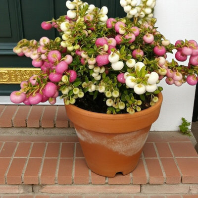 2 x Gaultheria Prickly Heath - Evergreen Winter Berry Plant with Glossy ...