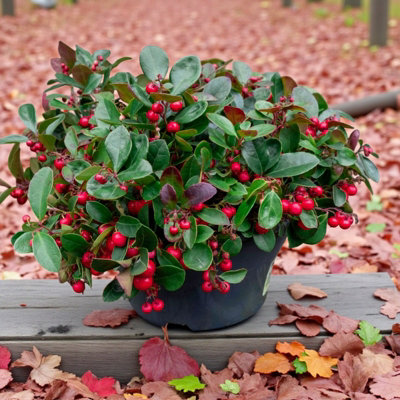 2 x Gaultheria Procumbens Big Berry - Evergreen Wintergreen with Large ...