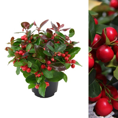 2 x Gaultheria Procumbens Big Berry - Evergreen Wintergreen with Large ...