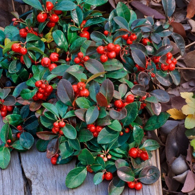 2 x Gaultheria Procumbens Big Berry - Evergreen Wintergreen with Large ...