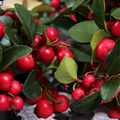 2 x Gaultheria Procumbens Big Berry - Evergreen Wintergreen with Large ...