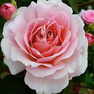2 x Hamilton Princess Bare Root Rose - A Graded Fragrant, Hardy ...