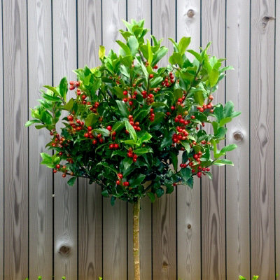 2 x Holly Ilex Blue Maid Standard Patio Tree in 3L Pot - Hardy ...