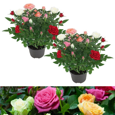 2 x Indoor Rose Quattro Mix - Real Mini Potted Plant in 10.5cm Pot ...